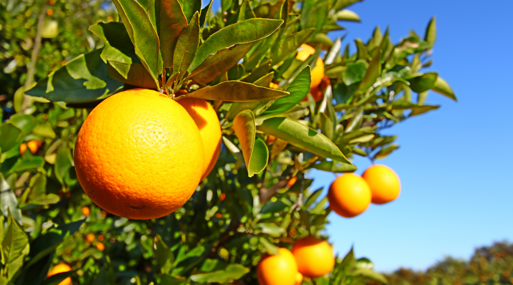 Lang Sun Country Groves